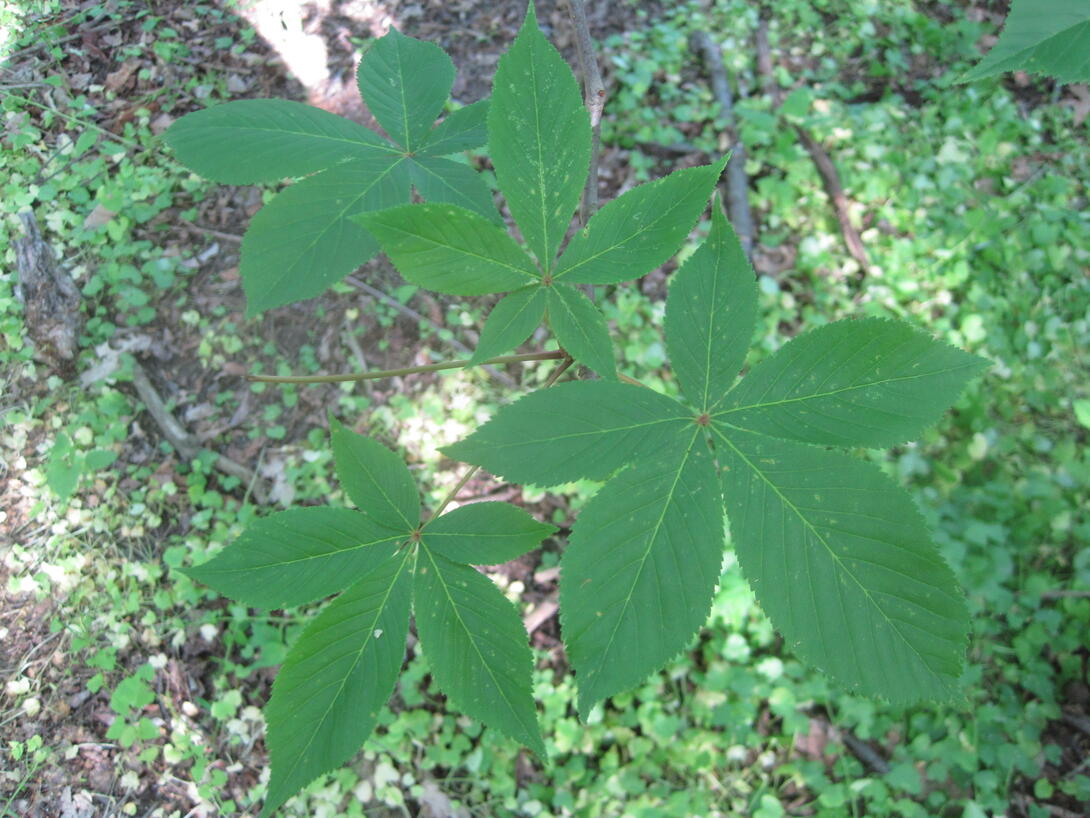Ohio Buckeye | CMP Tree Selection Tool